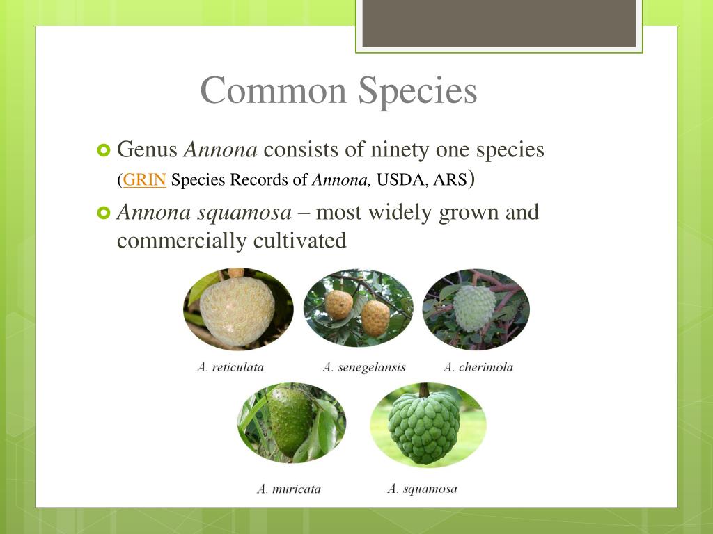 PPT - Phytochemicals of Custard Apple (Annona squamosa) PowerPoint ...