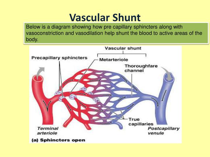 PPT - Cardiovascular Responses to Acute Exercise PowerPoint ...