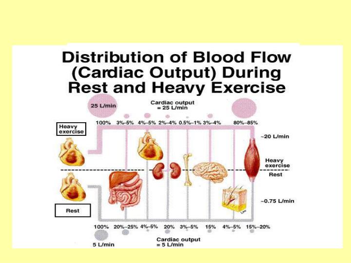 PPT - Cardiovascular Responses to Acute Exercise PowerPoint ...