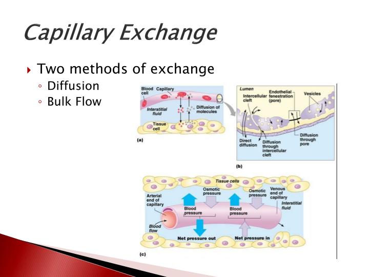 PPT - Chapter 16: The Cardiovascular System PowerPoint Presentation ...