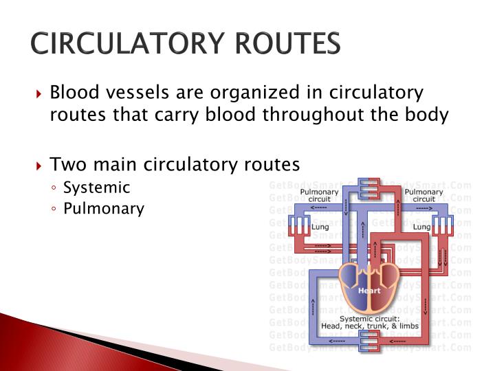 PPT - Chapter 16: The Cardiovascular System PowerPoint Presentation ...