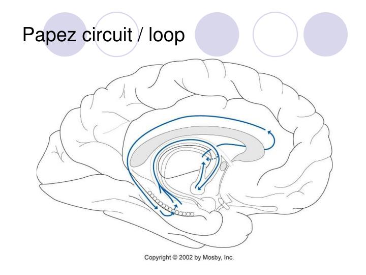 PPT - synaptic plasticity PowerPoint Presentation - ID:1836027