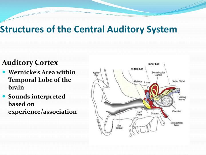 PPT - Hearing and Children with PKS PowerPoint Presentation - ID:1836203