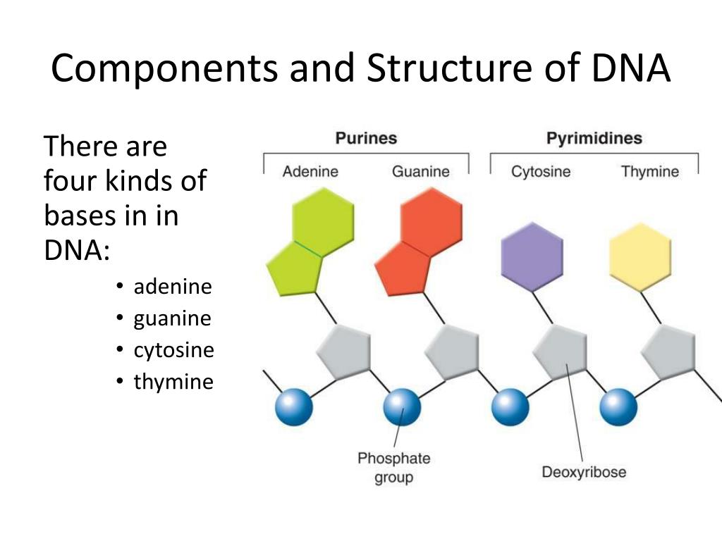 Ppt Dna History And Structure Powerpoint Presentation Free Download
