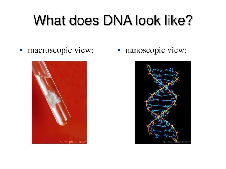 PPT - DNA History and Structure PowerPoint Presentation - ID:1836389