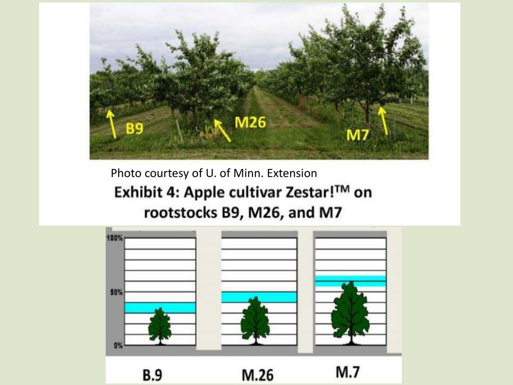 Ppt The Importance Of Grafting And Rootstock Selection For Fruit Trees Powerpoint Presentation