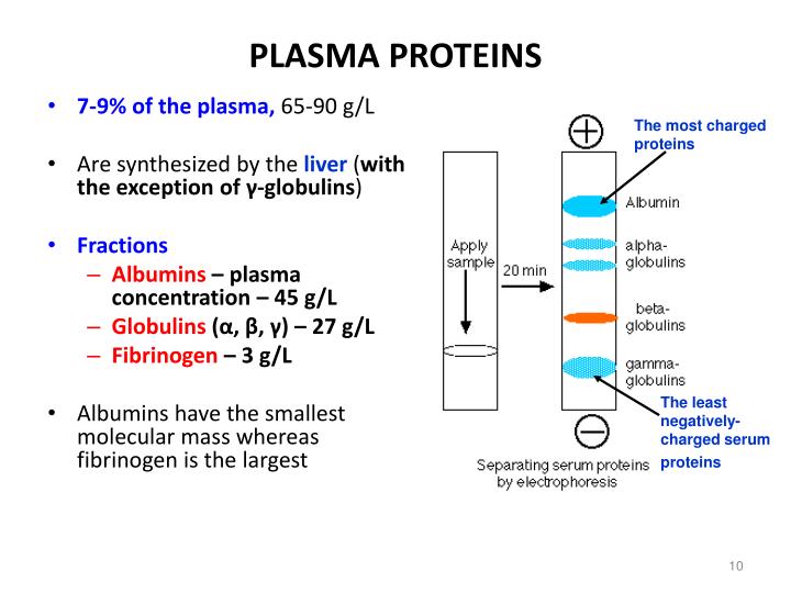 PPT - BLOOD 1. COMPOSITION, FUNCTIONS, RBC. PowerPoint Presentation ...