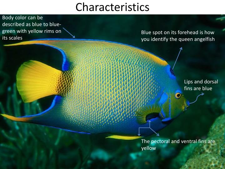 PPT - Queen Angelfish PowerPoint Presentation - ID:1839259