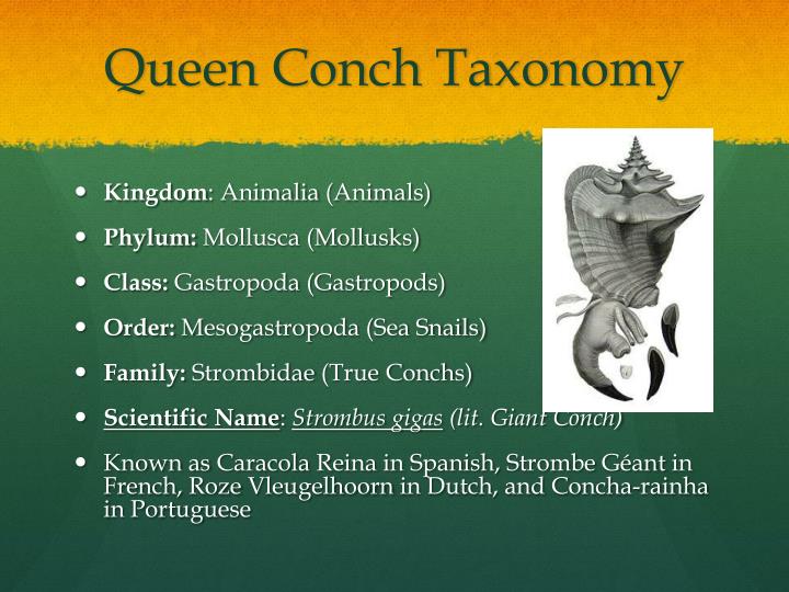 PPT - The Queen Conch PowerPoint Presentation - ID:1839263