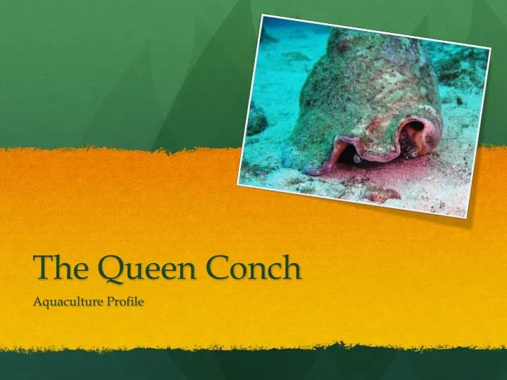 PPT - The Queen Conch PowerPoint Presentation, free download - ID:1839263