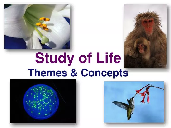 PPT - Study of Life Themes & Concepts PowerPoint Presentation, free ...