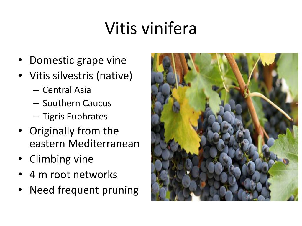 PPT - Southern Italian Wines and Geology PowerPoint Presentation, free ...