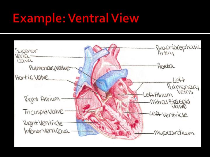 PPT - The Human Heart PowerPoint Presentation - ID:1841860