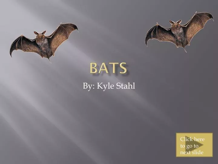 PPT - Bats PowerPoint Presentation, free download - ID:1841956