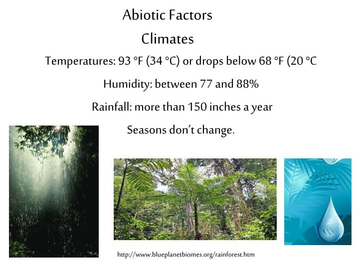 PPT - Rain Forest Biome PowerPoint Presentation - ID:1842020