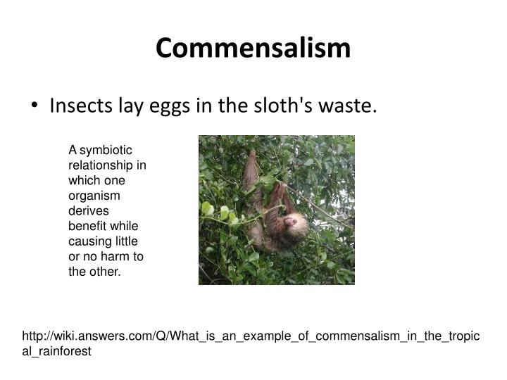 PPT - Rain Forest Biome PowerPoint Presentation - ID:1842020