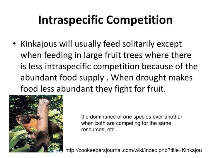 PPT - Rain Forest Biome PowerPoint Presentation - ID:1842020
