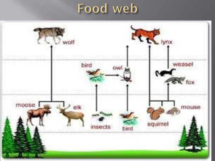 PPT - Taiga PowerPoint Presentation - ID:1842097