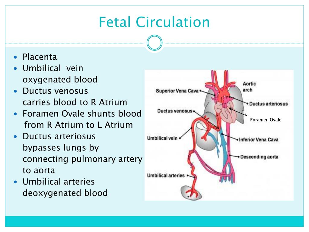 PPT - Neonatal & Pediatric Blood Gases PowerPoint Presentation - ID:1842602