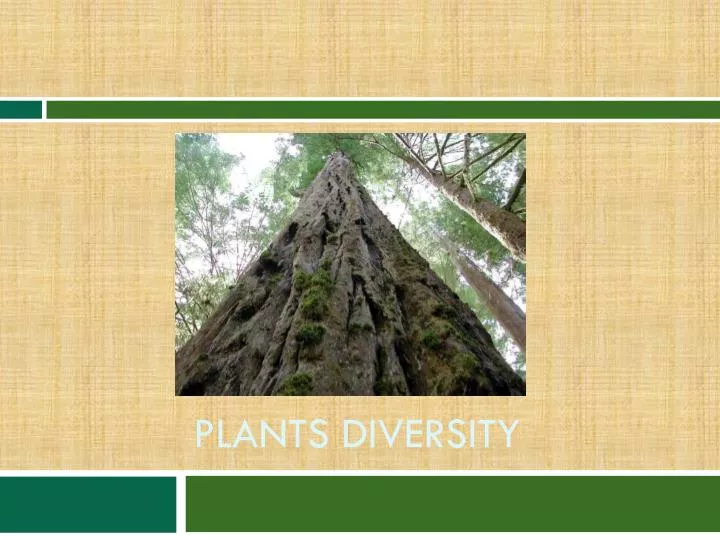 PPT - Plants Diversity PowerPoint Presentation, free download - ID:1842706