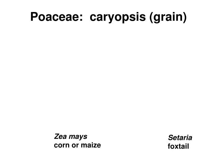 PPT - The Monocots: Part 2 Commelinid Monocots PowerPoint Presentation ...