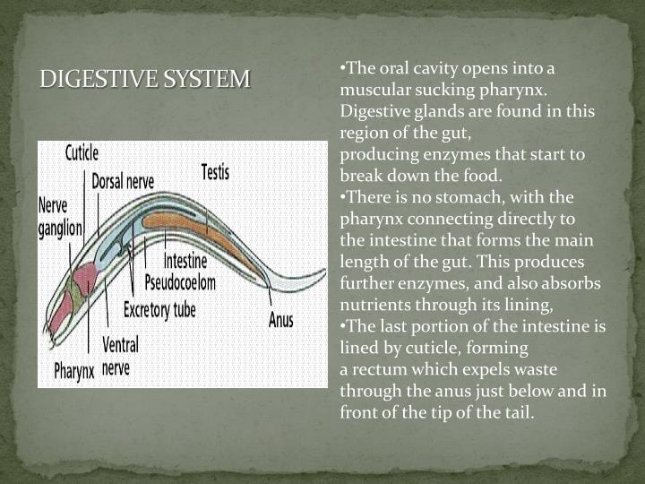 PPT - Invertebrates: Platyhelminthes & Nematoda PowerPoint Presentation ...