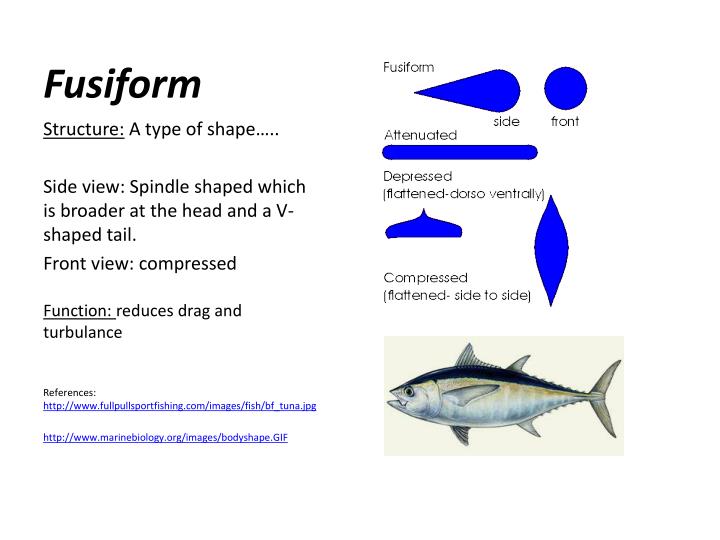 PPT - Chapter 5 PowerPoint Presentation - ID:1842990