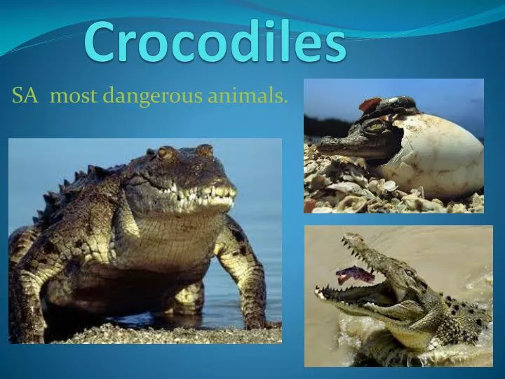 PPT - Crocodiles PowerPoint Presentation, free download - ID:1843851