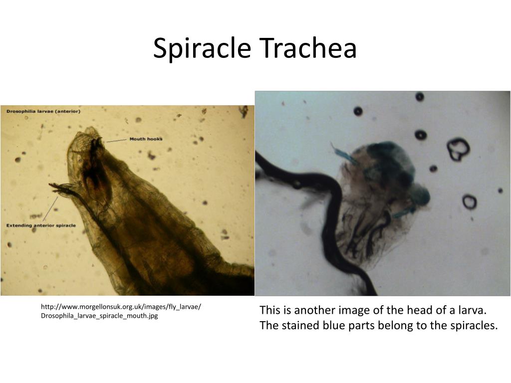 PPT - Naked: The Anatomical Analysis of Drosophila Larvae PowerPoint ...