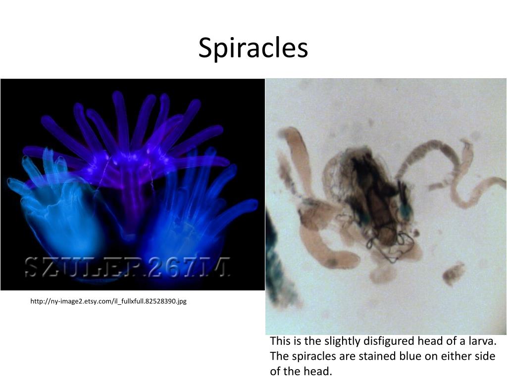 PPT - Naked: The Anatomical Analysis of Drosophila Larvae PowerPoint ...