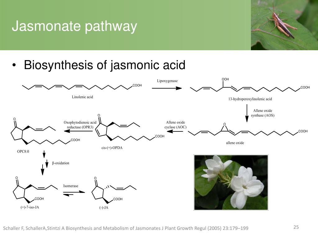 PPT - Herbivore-Induced Plant Volatiles: Plant Defence Against ...