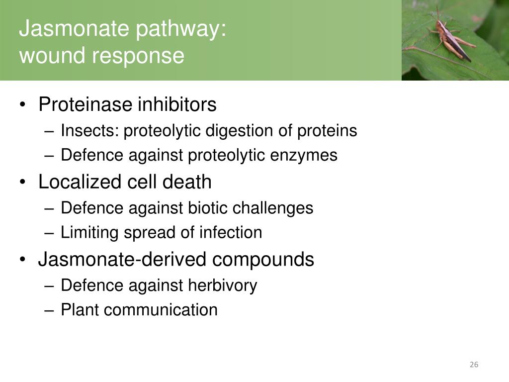 PPT - Herbivore-Induced Plant Volatiles: Plant Defence Against ...