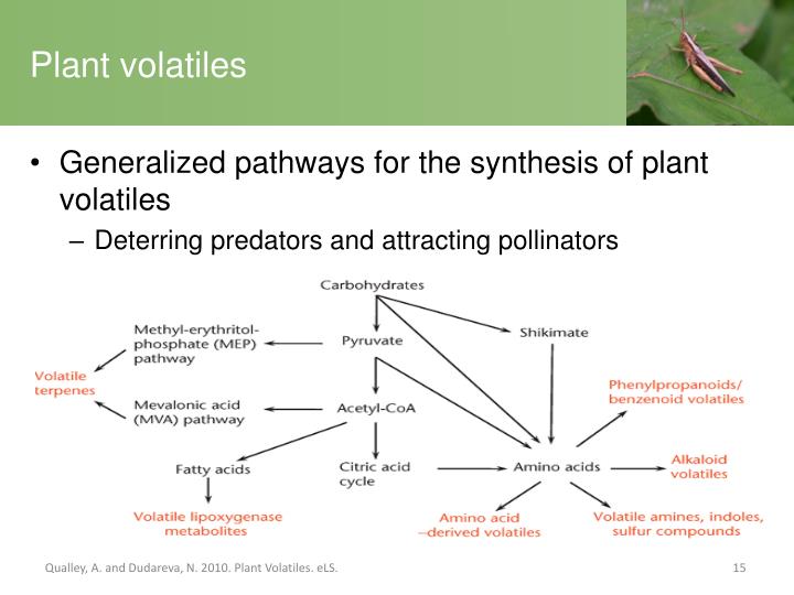 PPT - Herbivore-Induced Plant Volatiles: Plant Defence Against ...