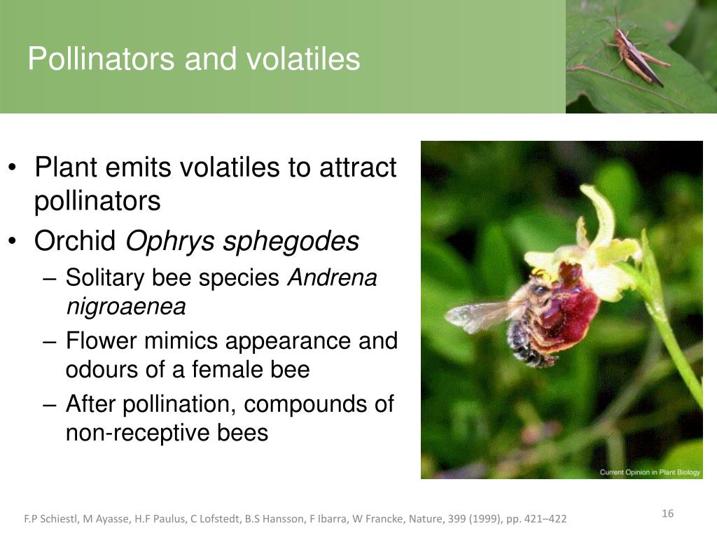 PPT - Herbivore-Induced Plant Volatiles: Plant Defence Against ...