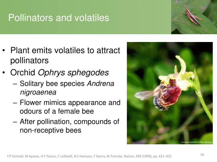 PPT - Herbivore-Induced Plant Volatiles: Plant Defence Against ...