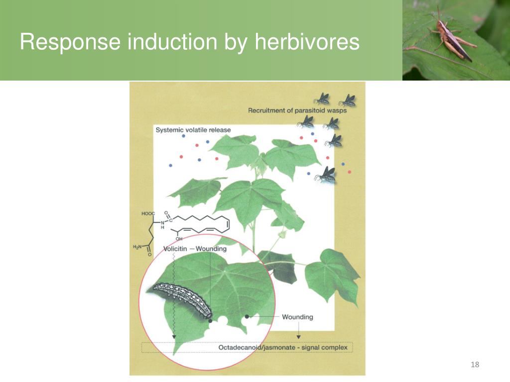 PPT - Herbivore-Induced Plant Volatiles: Plant Defence Against ...