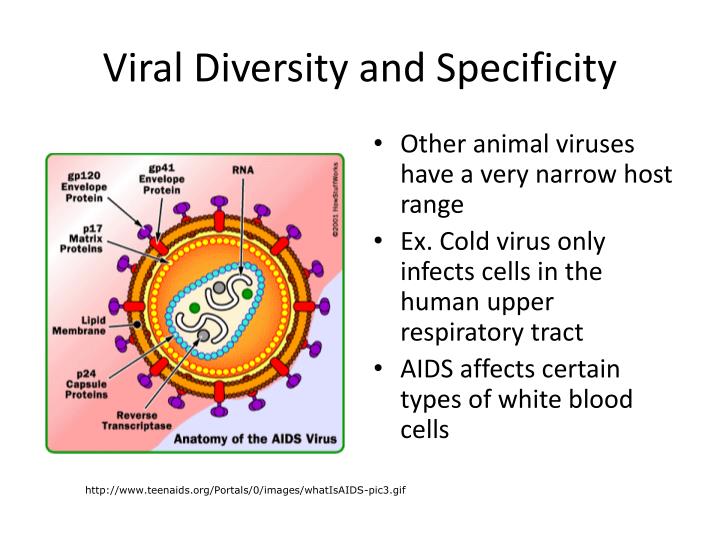PPT - Diversity of Living Things PowerPoint Presentation - ID:1844536