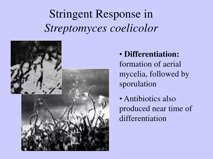 PPT - Stringent Response in Streptomyces coelicolor PowerPoint ...