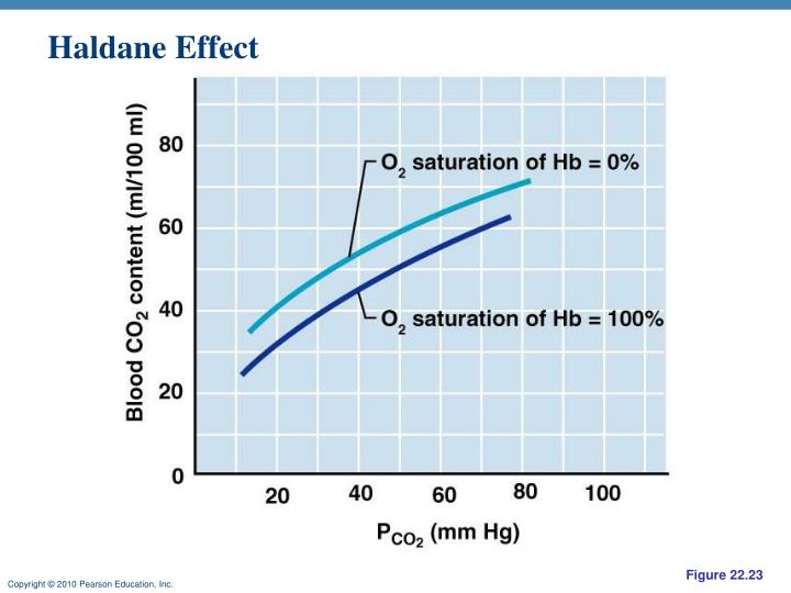 PPT - Functions of the Respiratory System PowerPoint Presentation - ID ...
