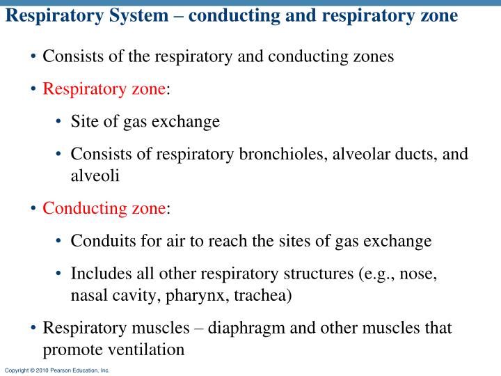 PPT - Functions of the Respiratory System PowerPoint Presentation - ID ...