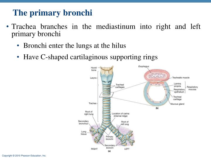 PPT - Functions of the Respiratory System PowerPoint Presentation - ID ...