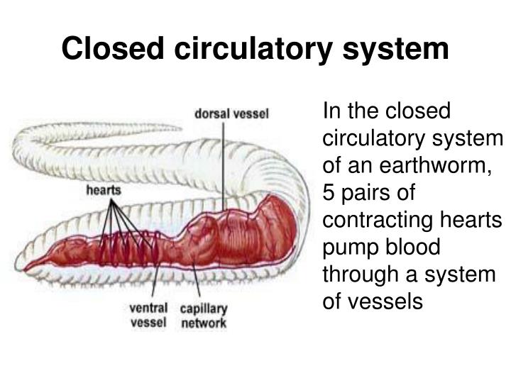 PPT - The Human Circulatory System PowerPoint Presentation - ID:1846968