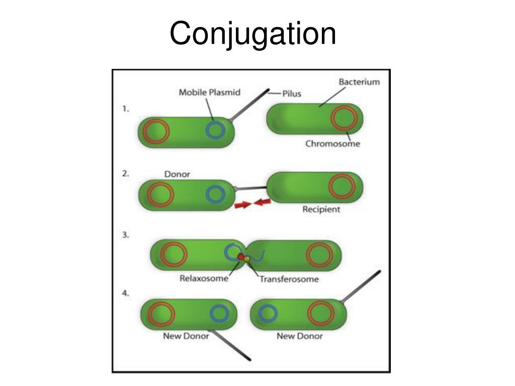 PPT - Organismal Biology PowerPoint Presentation, free download - ID ...