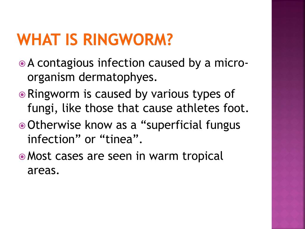 PPT - Epidermophyton fungal skin iNfection ~RINGWORM PowerPoint ...