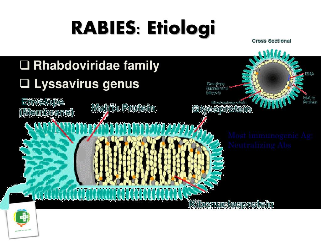 PPT - PROGRAM PENGENDALIAN PENYAKIT RABIES Dinas Kesehatan Provinsi ...