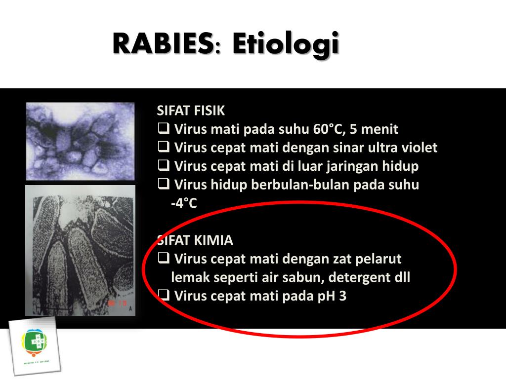 PPT - PROGRAM PENGENDALIAN PENYAKIT RABIES Dinas Kesehatan Provinsi ...