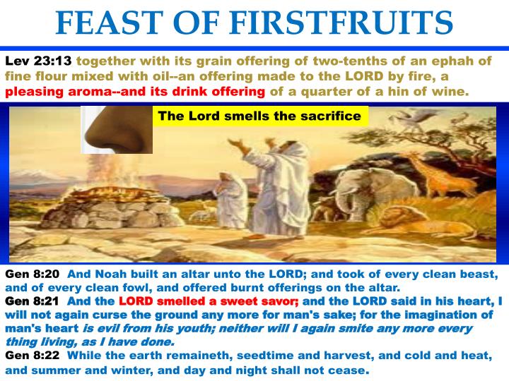 PPT - The FEAST OF FIRSTFRUITS PowerPoint Presentation - ID:1850898
