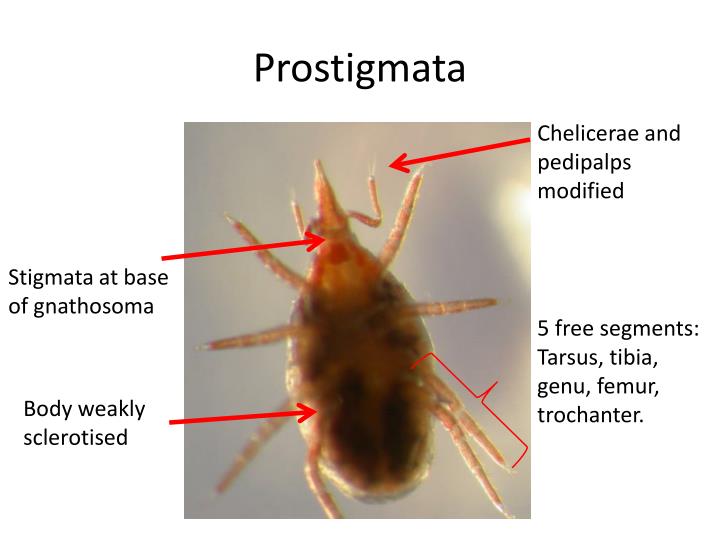 PPT - Mite preparations for identifications PowerPoint Presentation ...