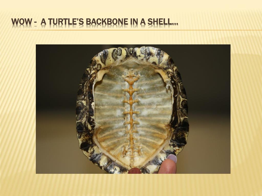 PPT - Imperial National Wildlife Refuge Presentation PowerPoint ...