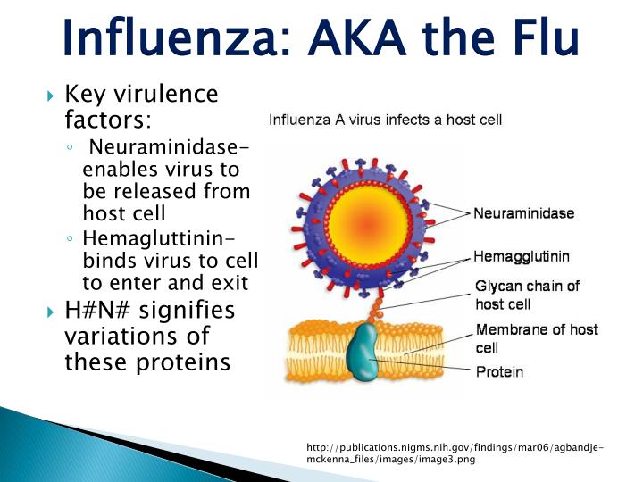 PPT - Viruses PowerPoint Presentation - ID:1853144